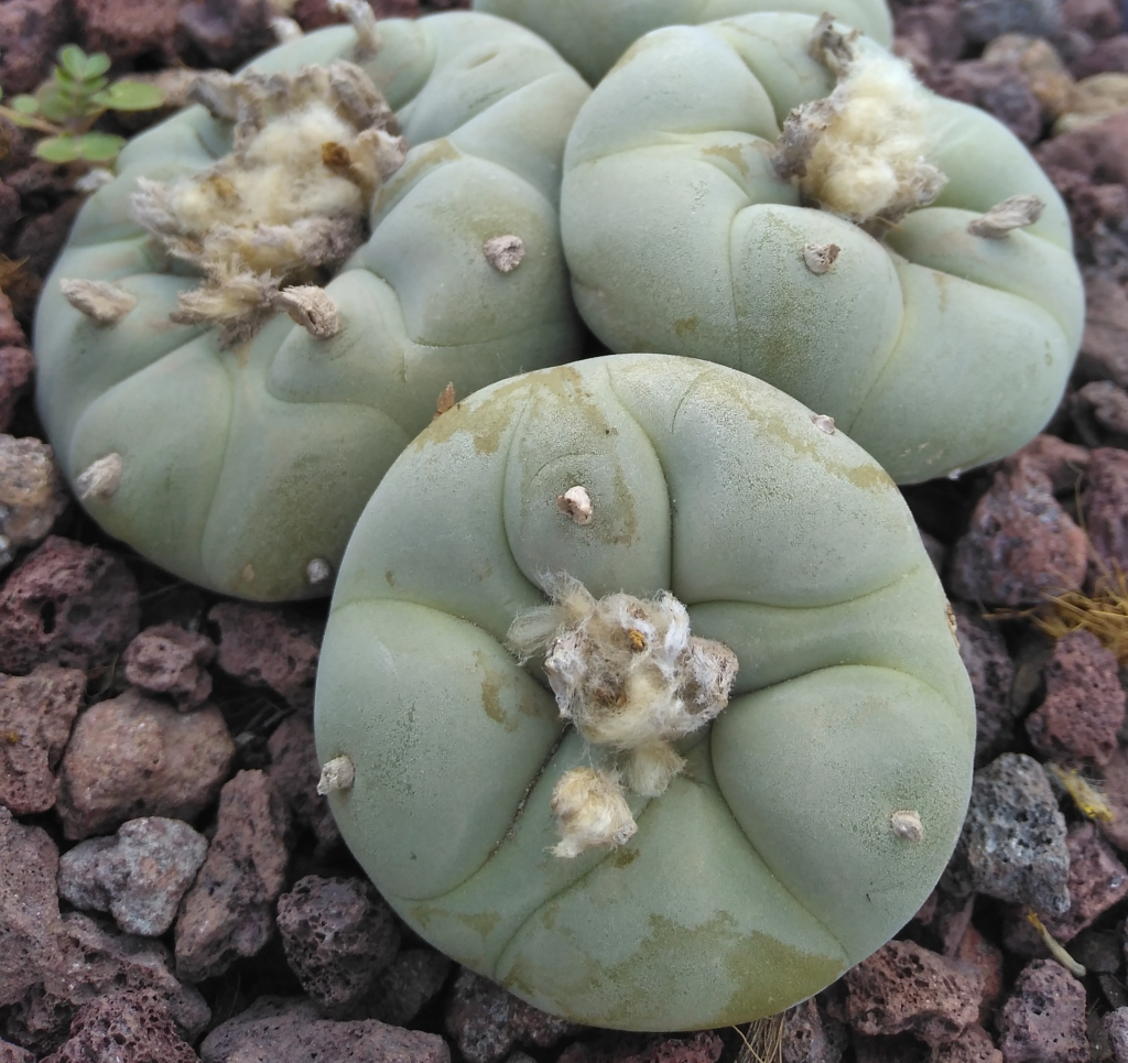 Tarahumaras